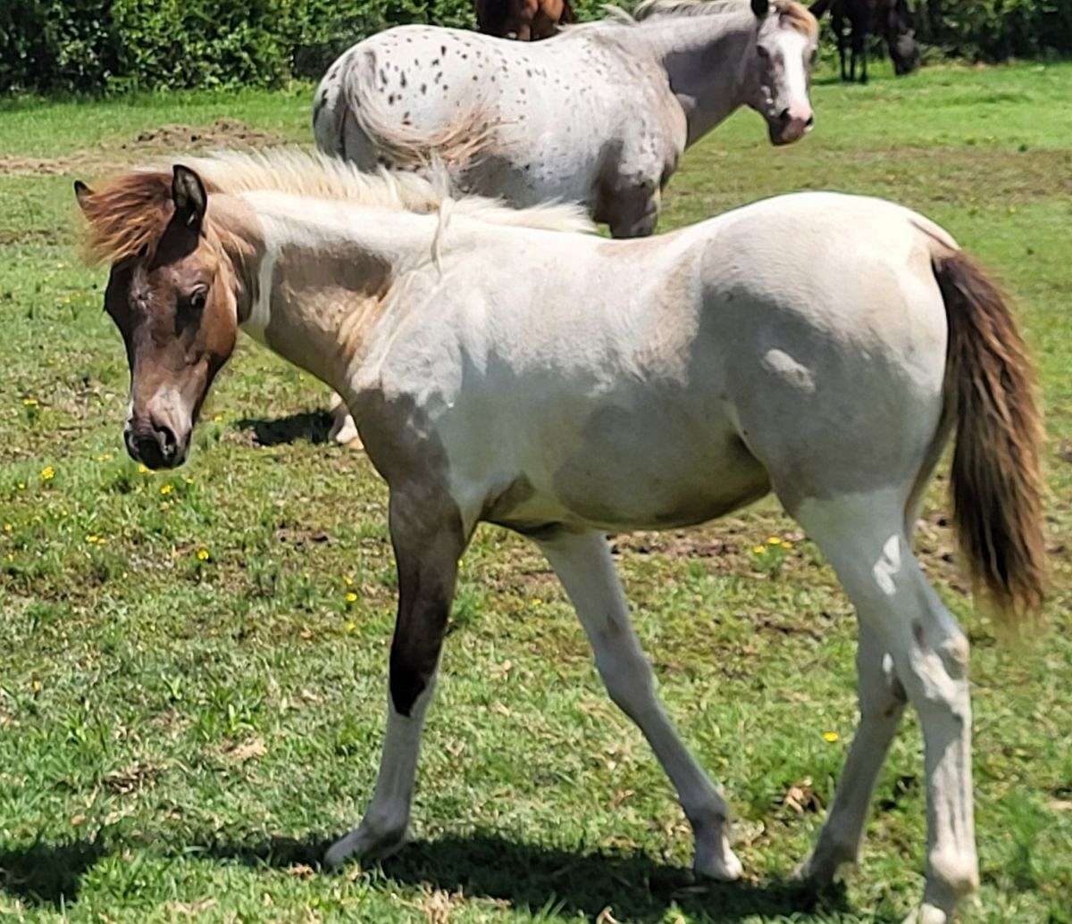 Half Welsh/Half Quarter Pony