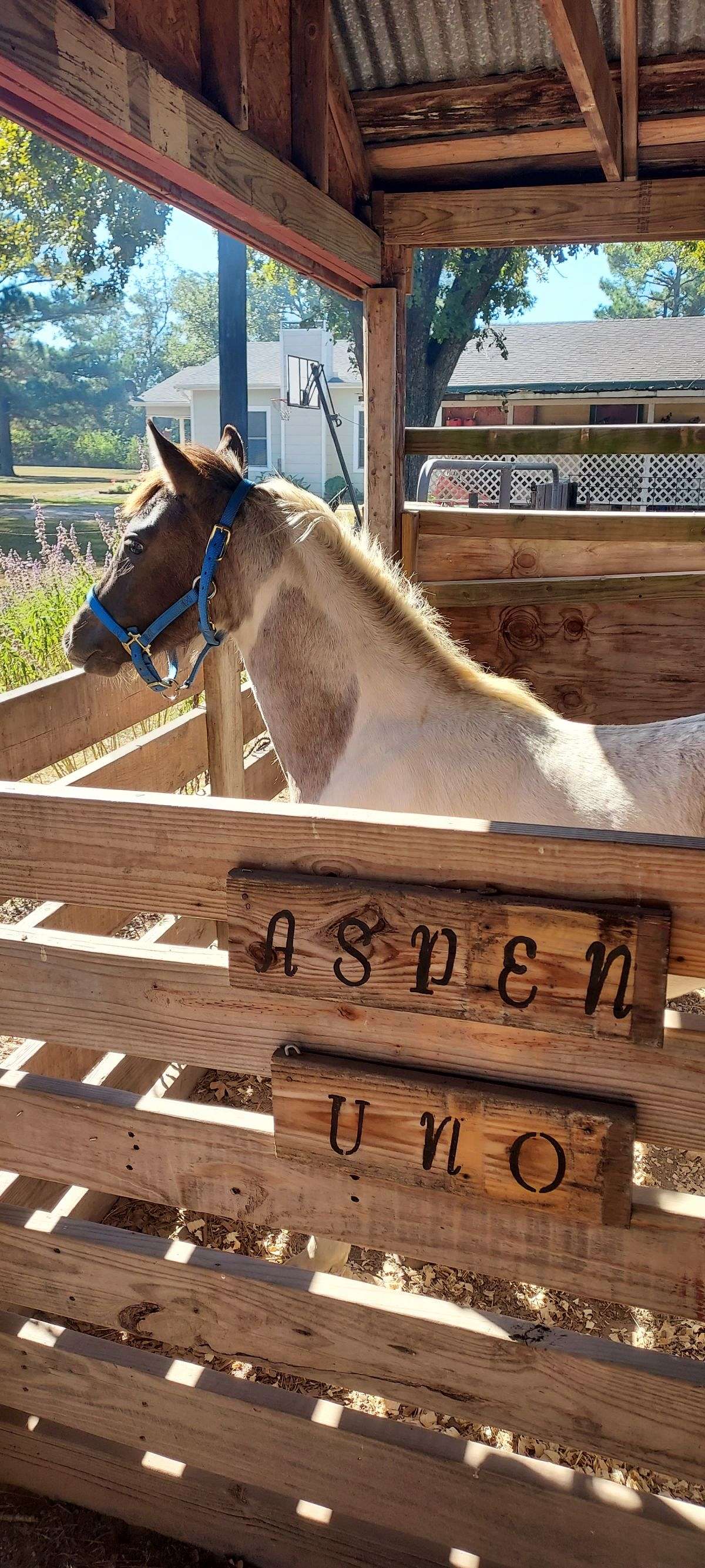 Half Welsh/Half Quarter Pony