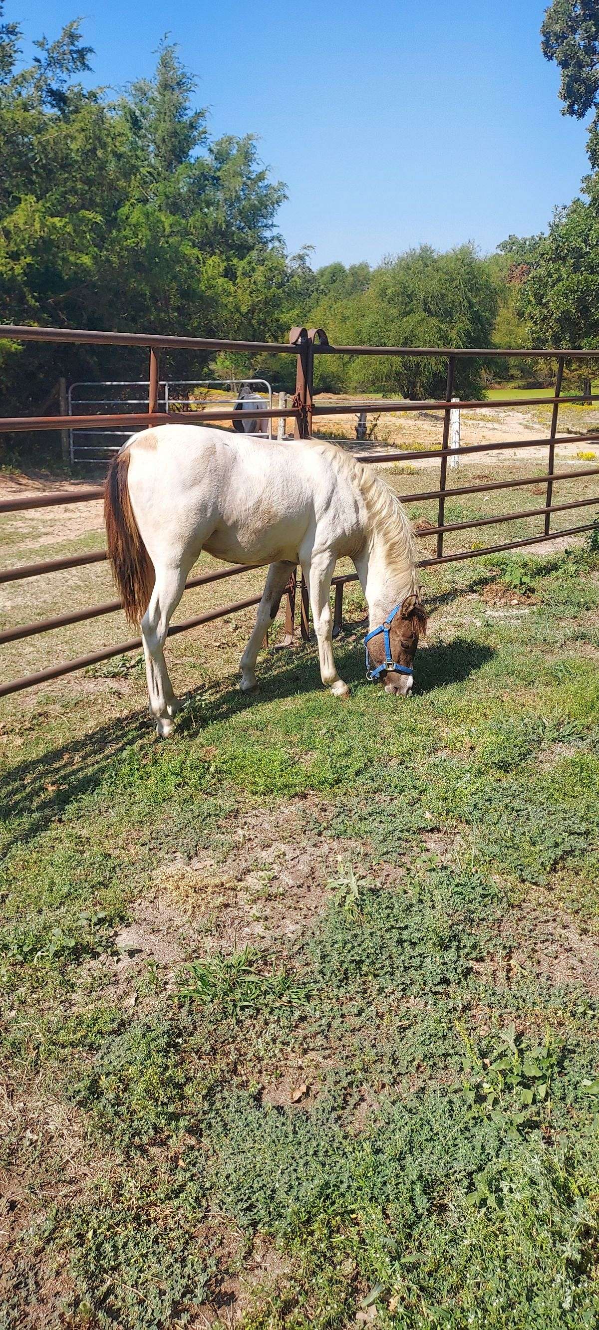 Half Welsh/Half Quarter Pony