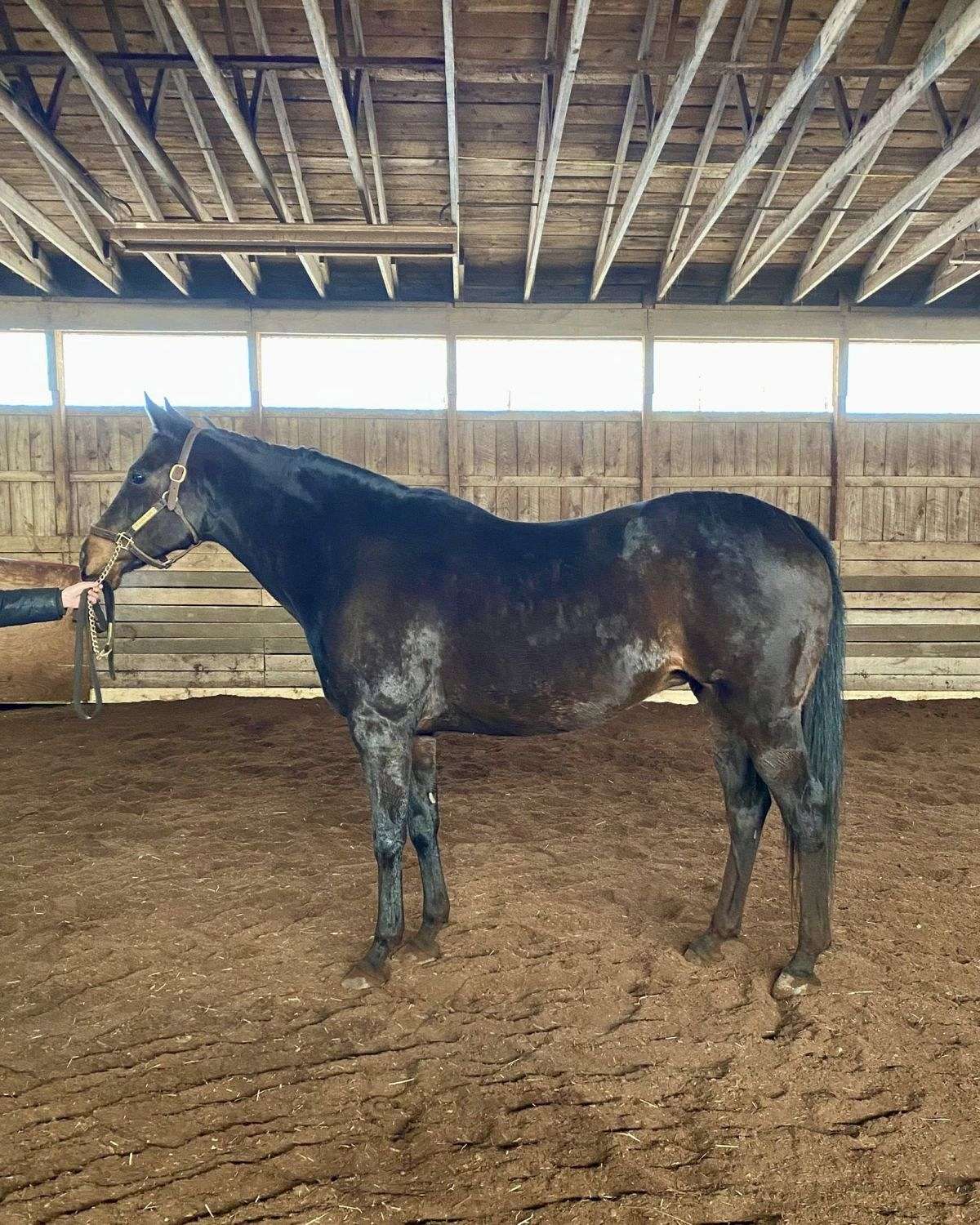 Reduced.. Half to a Gr. 1 Millionaire Winner and a Gr.1 Producer