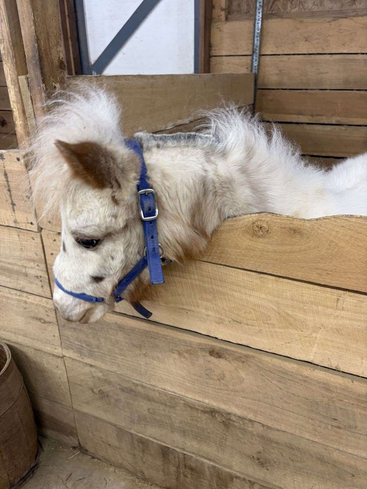 Falabella Miniature Stallion