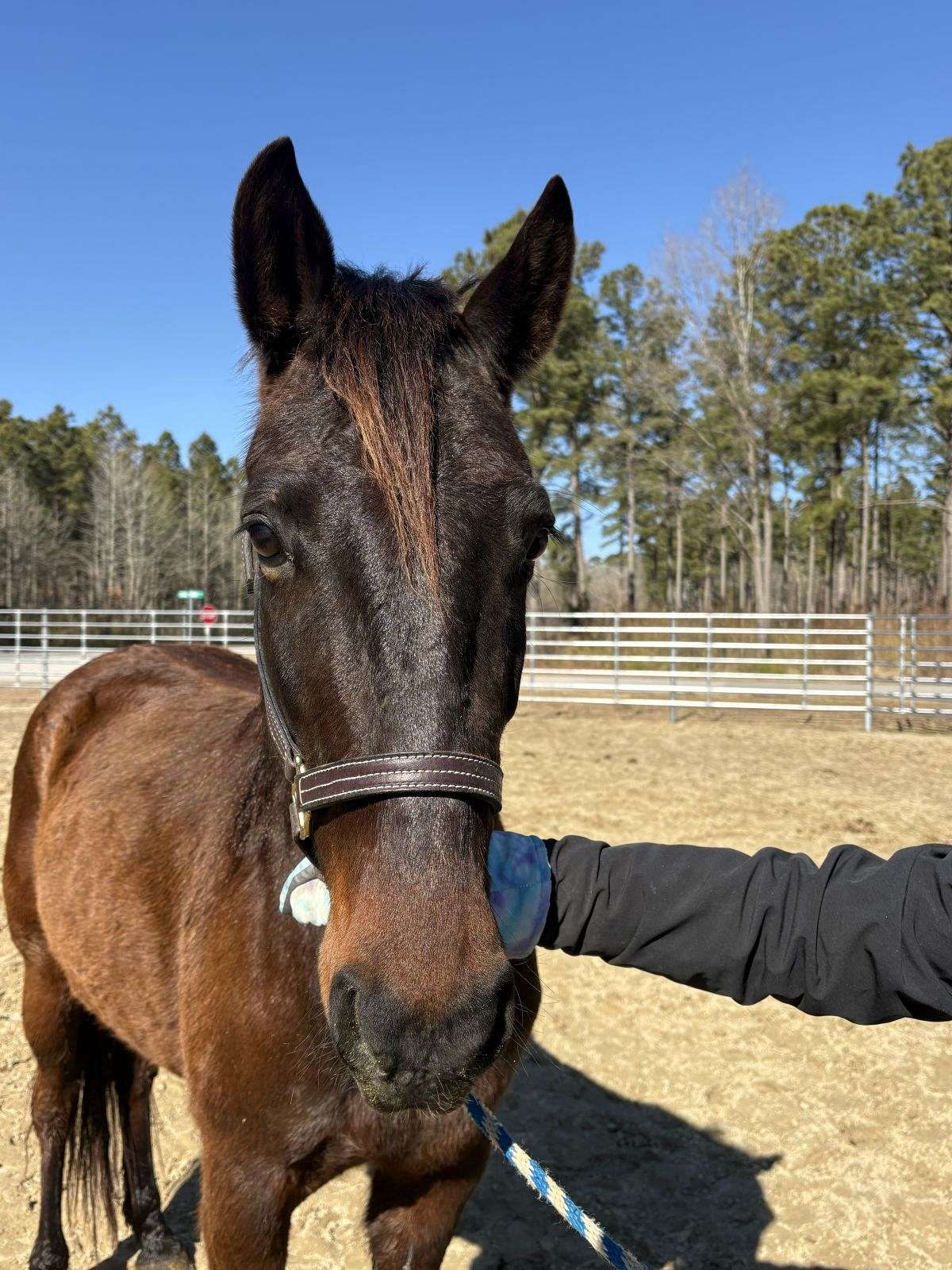 Cute Bay Mare