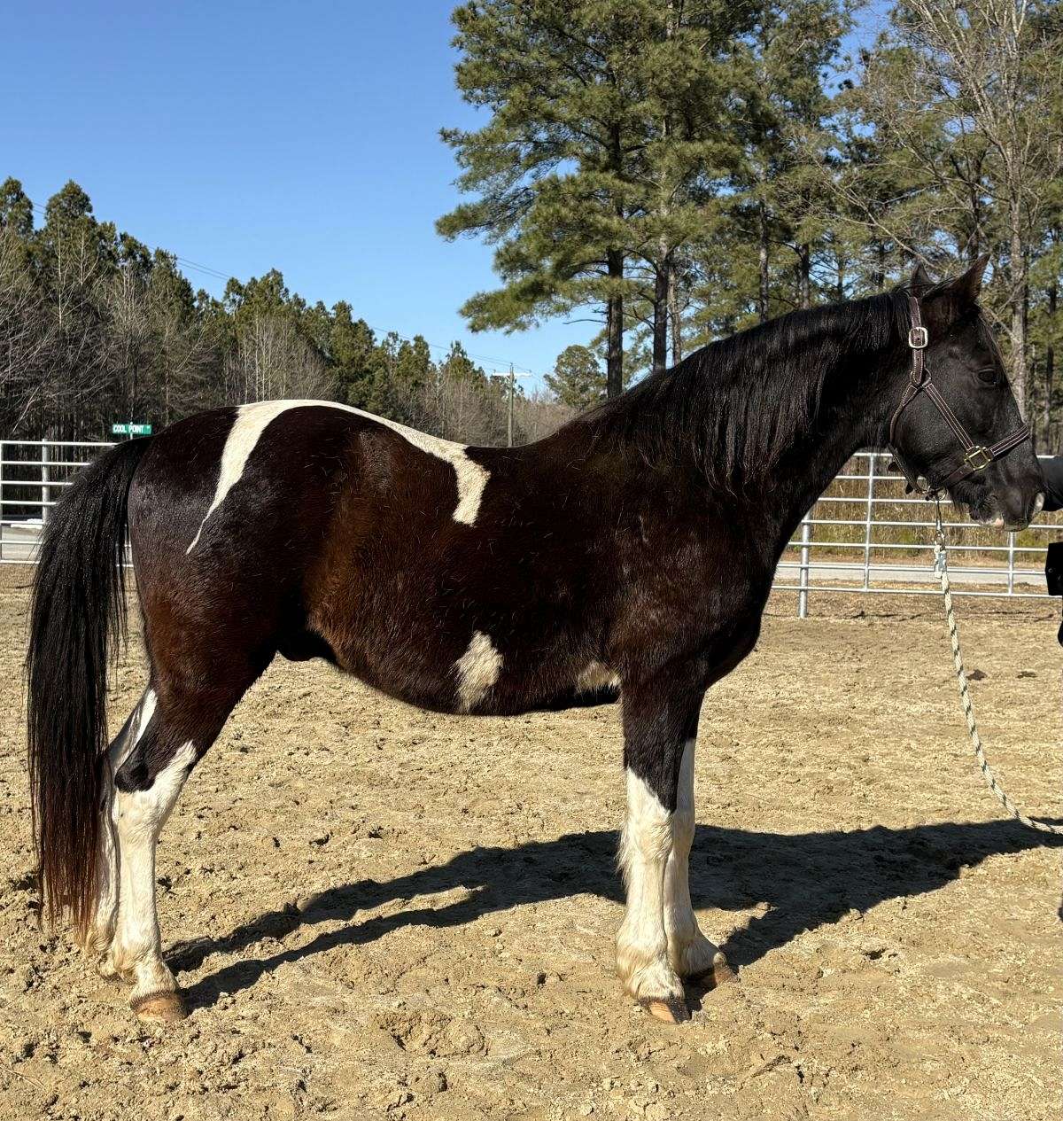 Cute Paint Gelding