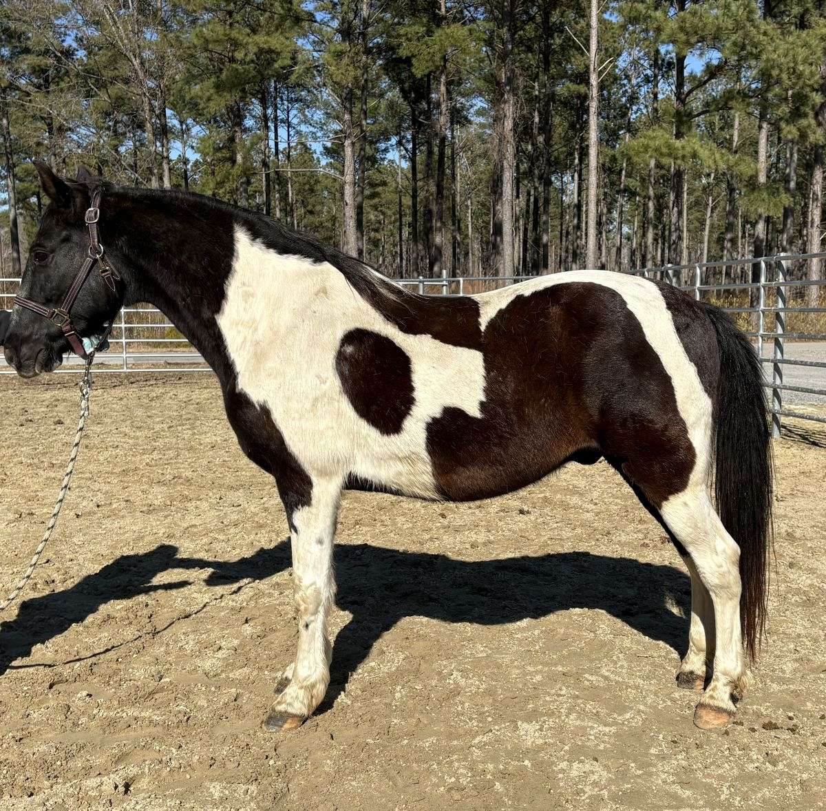 Cute Paint Gelding