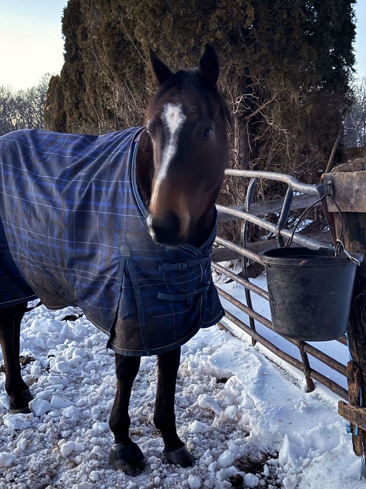 Bombproof, Quiet, Kind Gelding