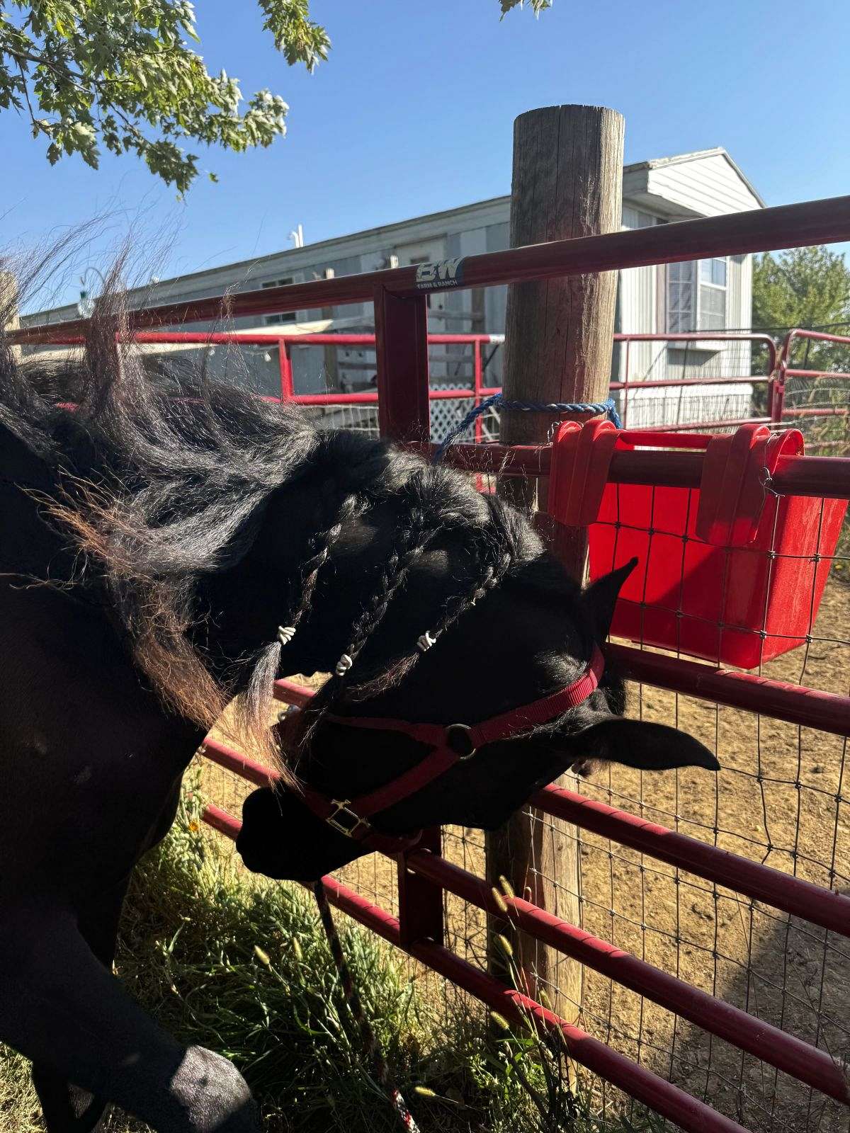 Fresion Sport Horse /Half Arab