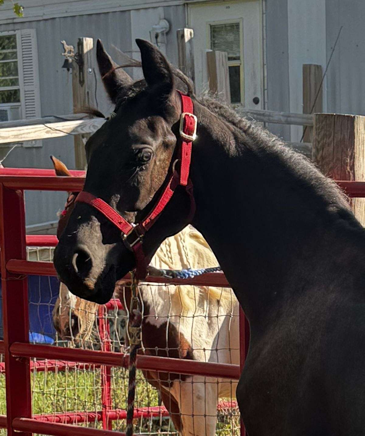 Fresion Sport Horse /Half Arab