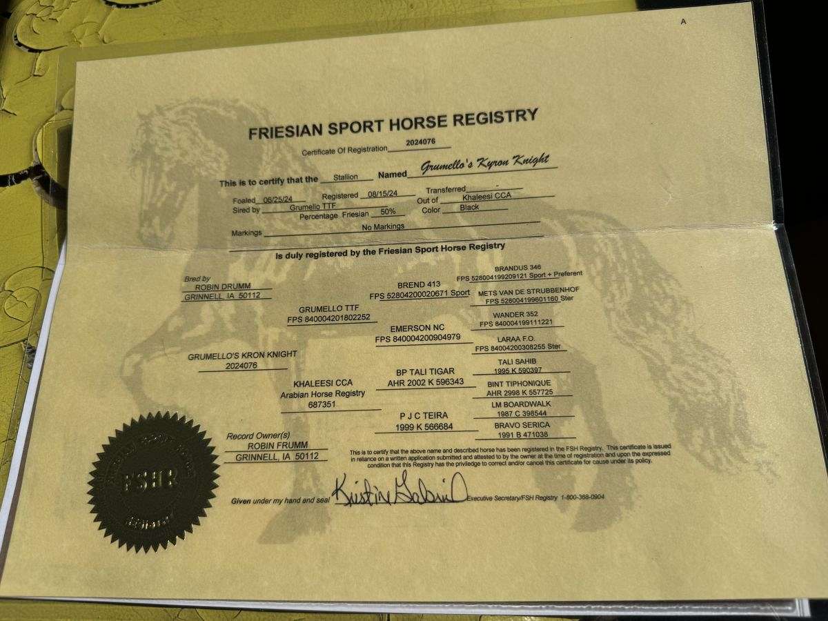 Fresion Sport Horse /Half Arab