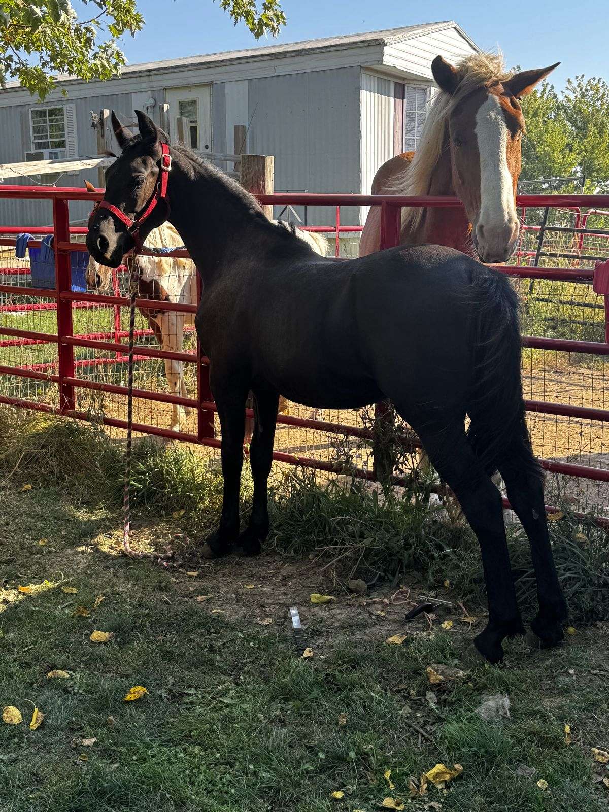 Fresion Sport Horse /Half Arab