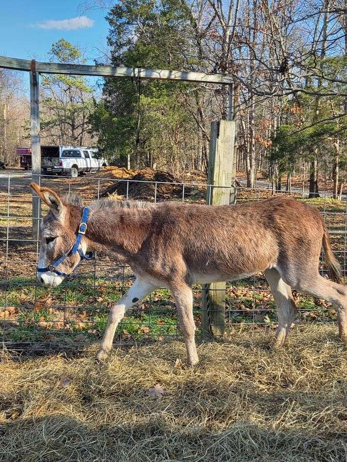 Donkey
