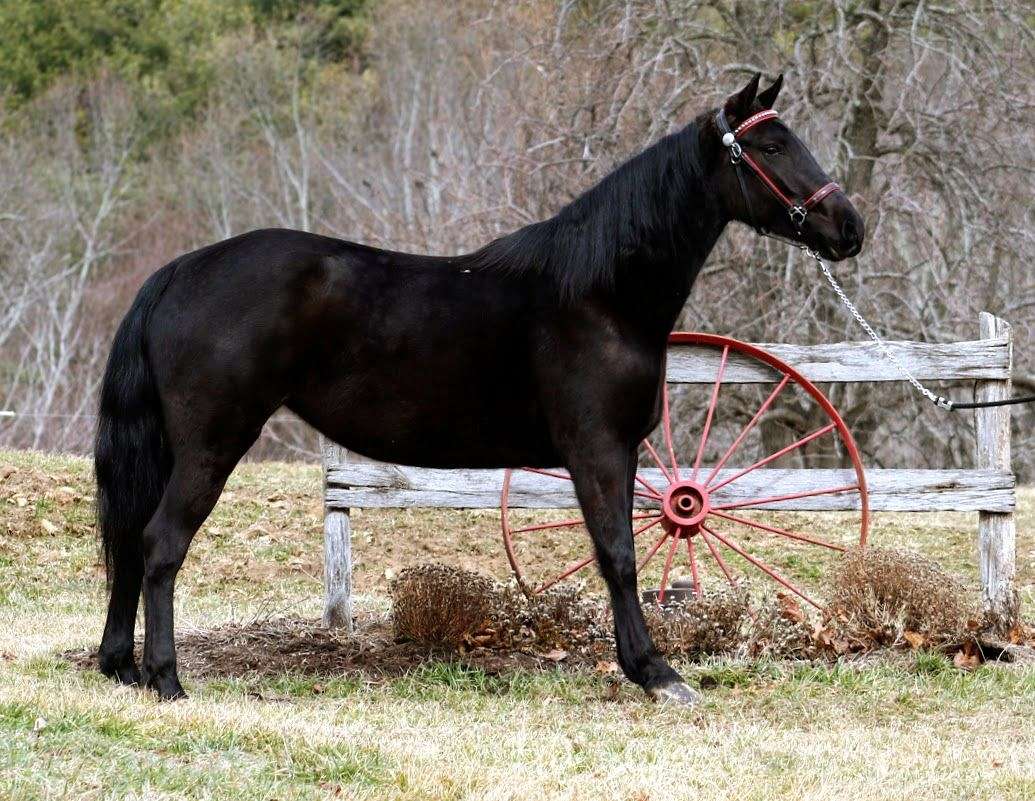 Belle - Morgan X Standardbred Mare