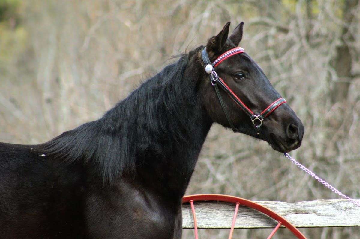 Belle - Morgan X Standardbred Mare