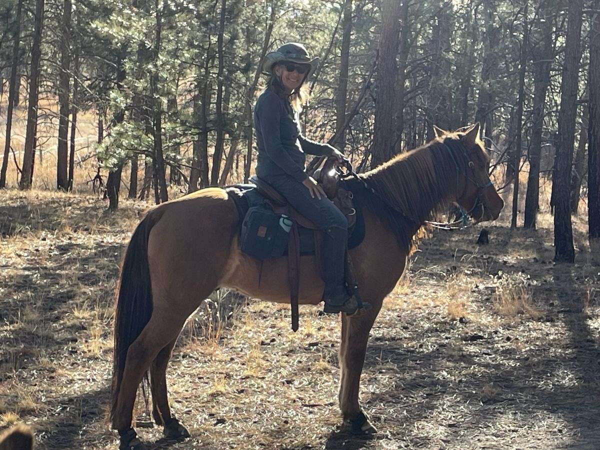 Missouri Fox Trotter