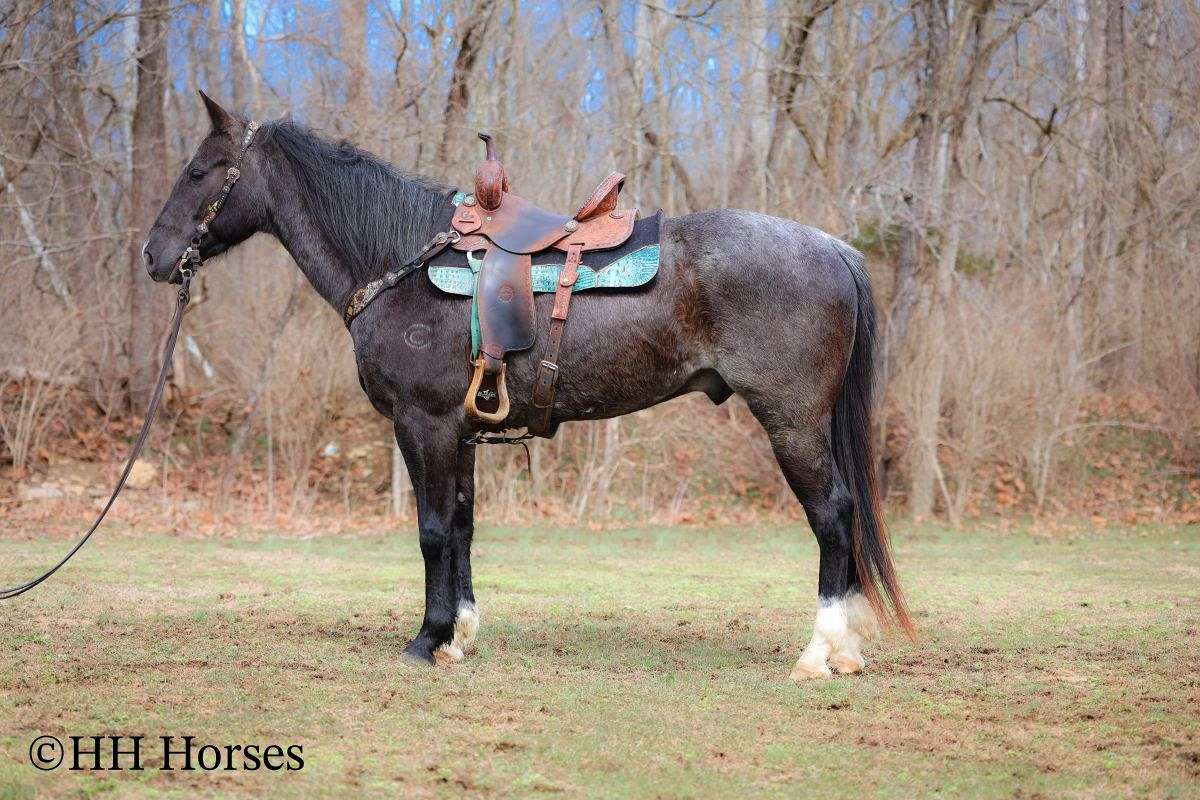 Real Handy, Well Broke AQHA True Blue Roan Gelding, Ranch, Rope