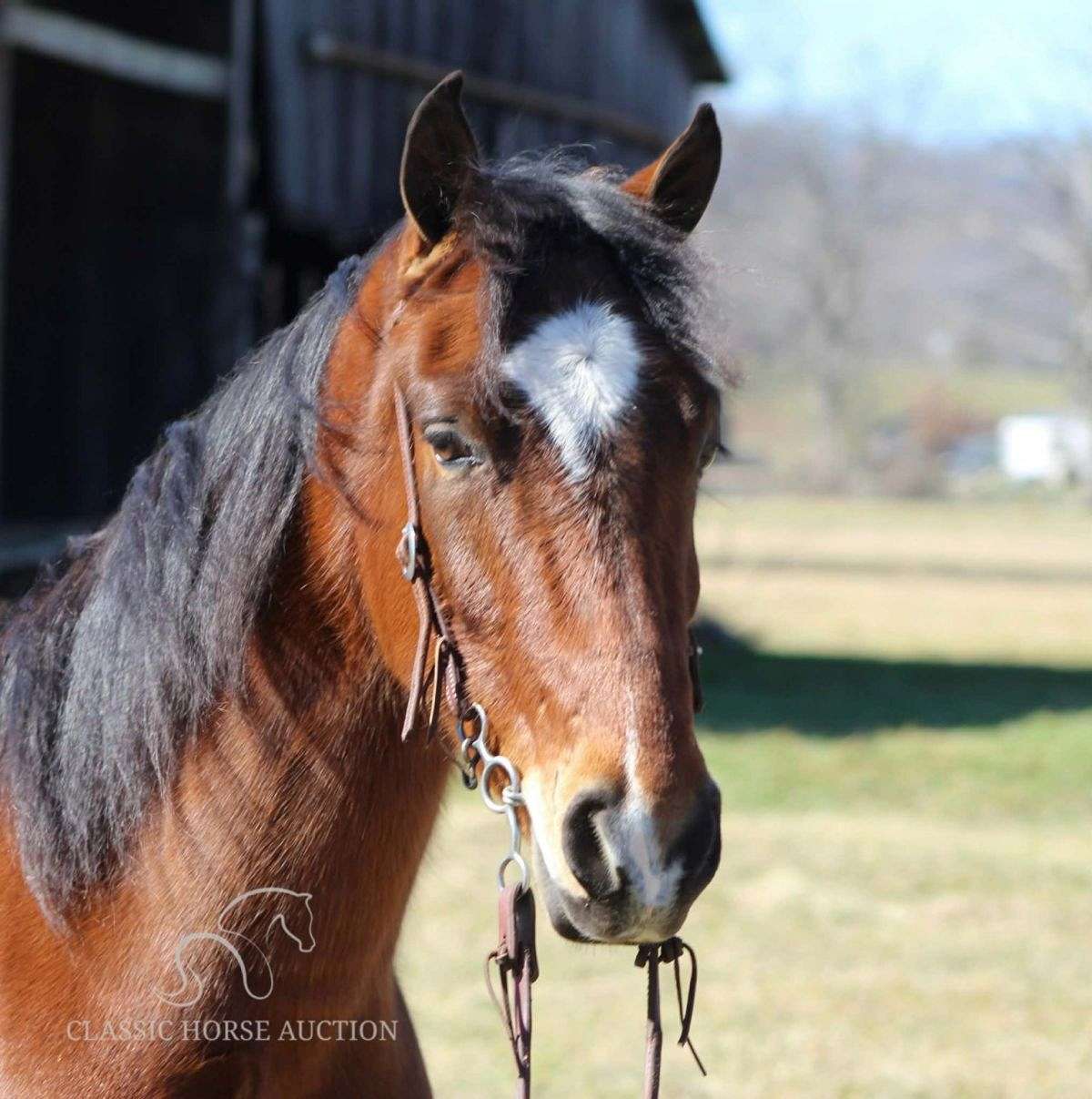Bay Tennessee Walking Horse