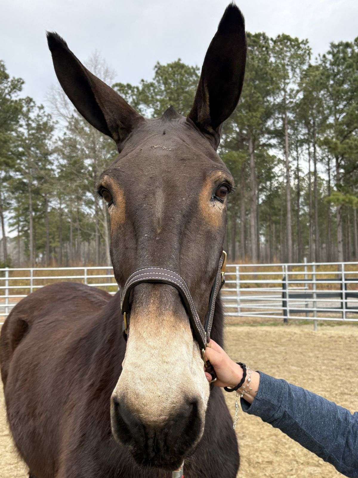 Nice Draft Mule