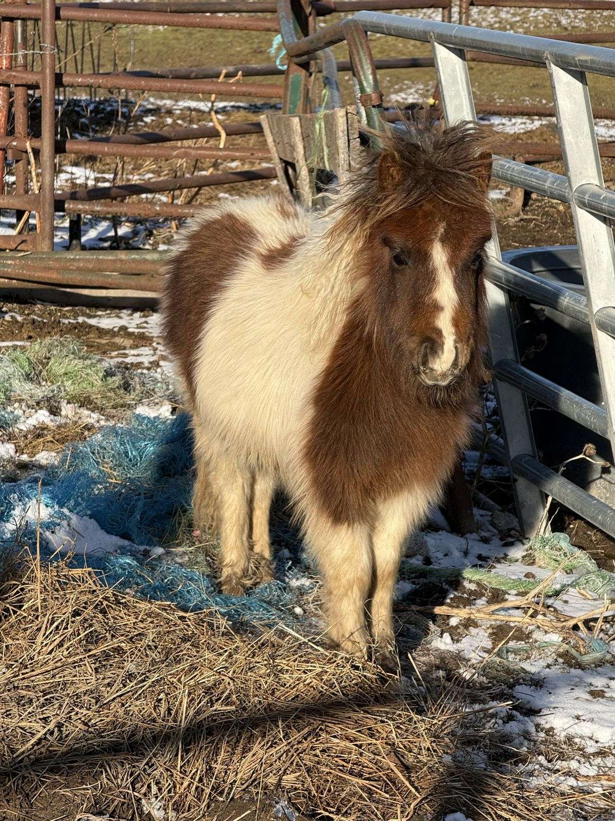 Pretty Mini Colt