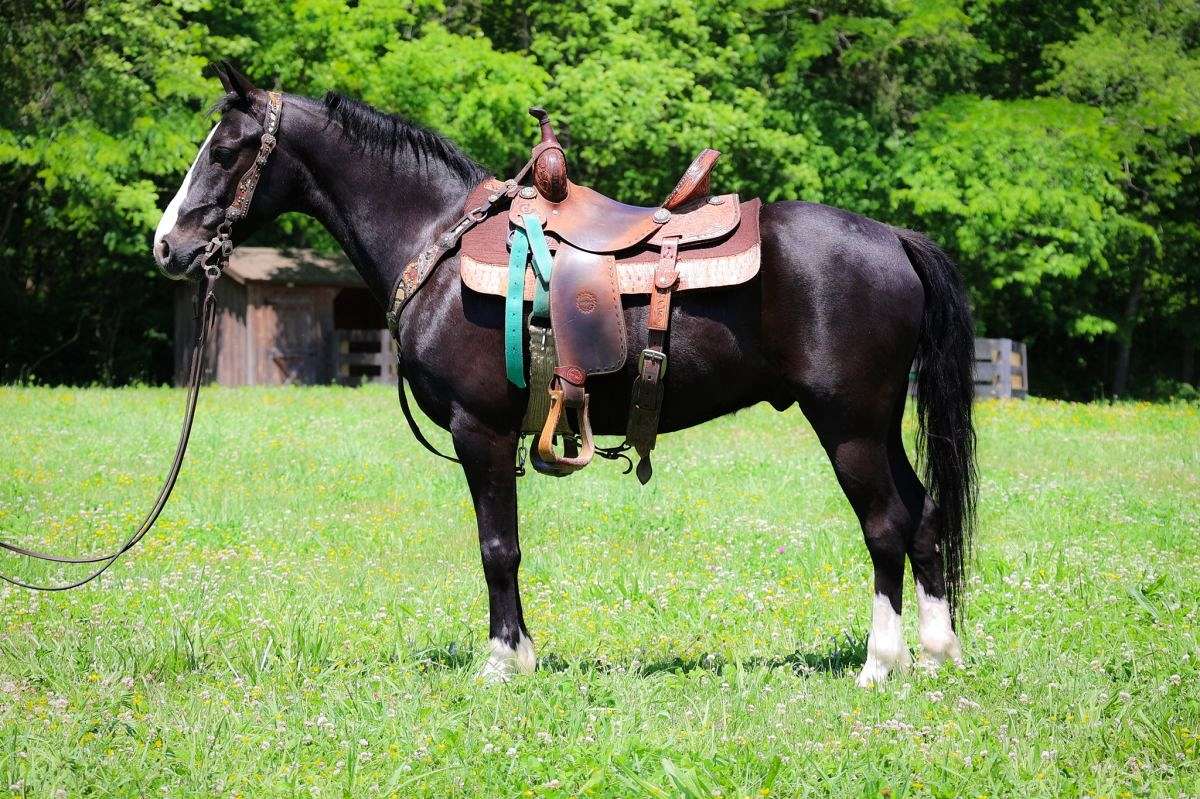Real Cool, Versatile, Gentle Black Morgan Welsh Cross, Ride Drive