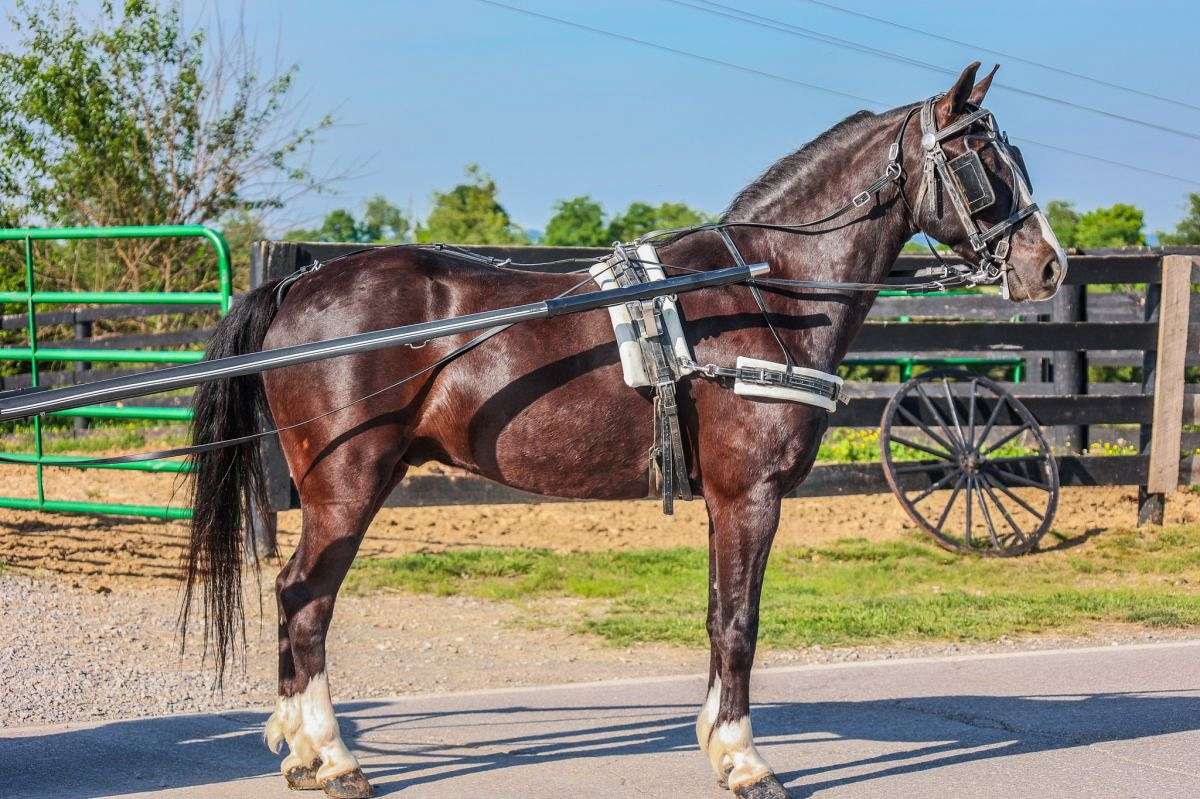 Real Cool, Versatile, Gentle Black Morgan Welsh Cross, Ride Drive