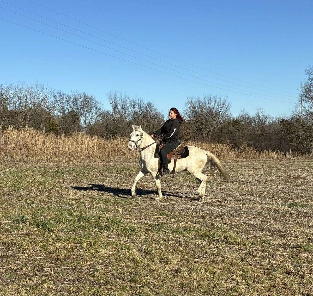 Nice Gaited Gelding