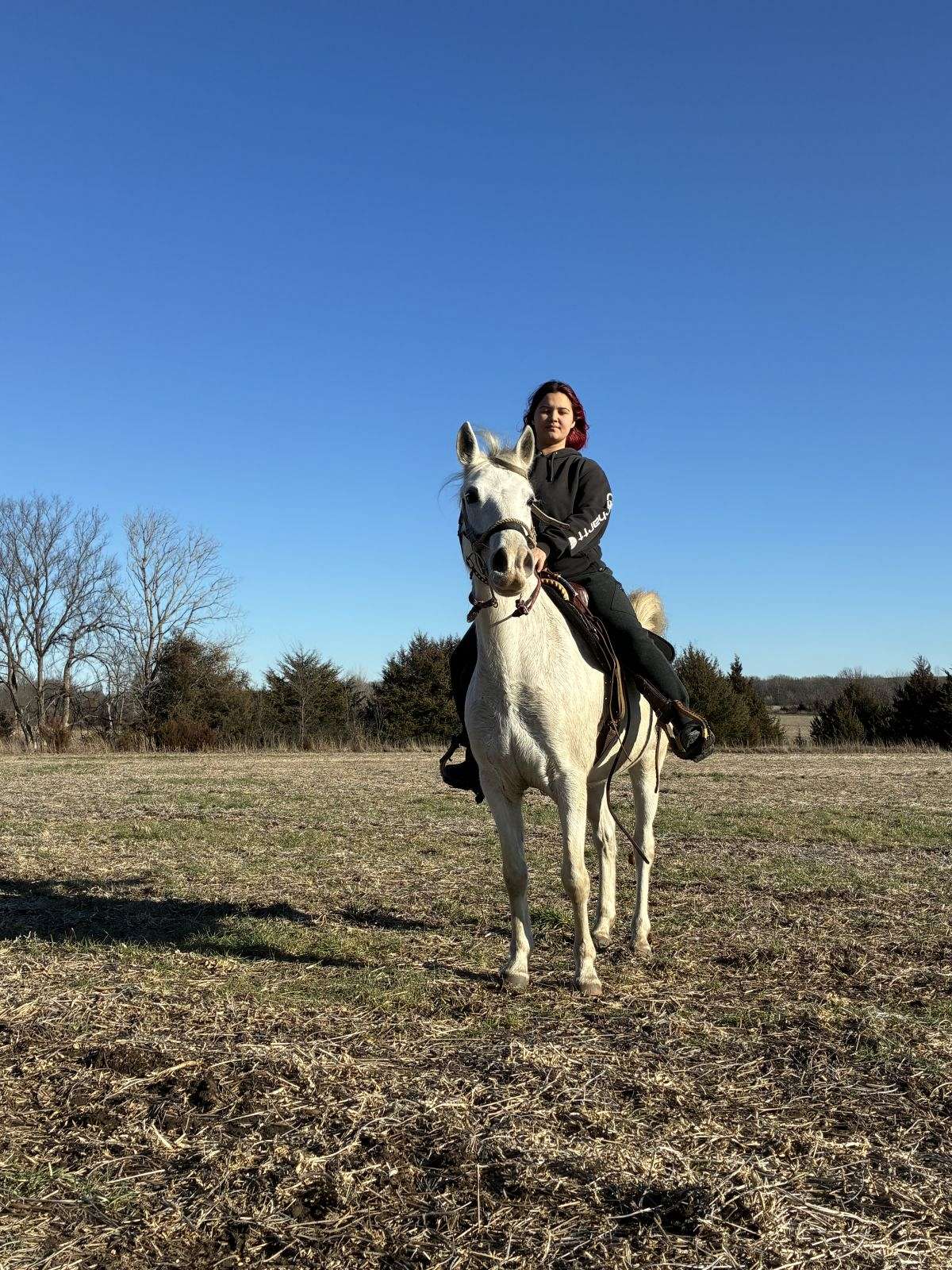 Nice Gaited Gelding