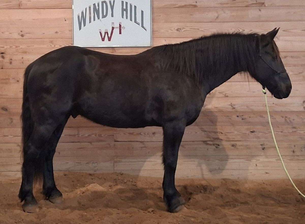 Friesian Perch Cross Gelding Finished by Horsemen