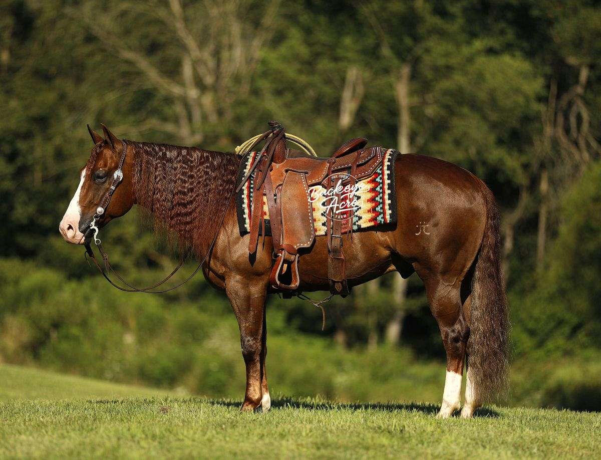 His Name Says It All—Promise is a Horse That Delivers. Gunnatrashya