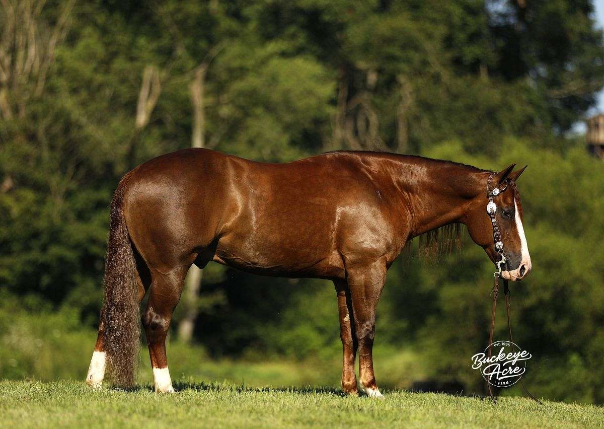 His Name Says It All—Promise is a Horse That Delivers. Gunnatrashya