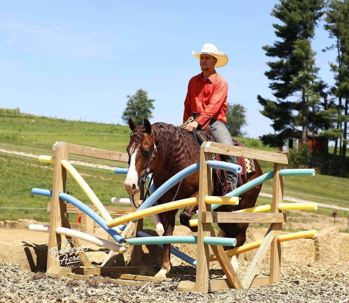 His Name Says It All—Promise is a Horse That Delivers. Gunnatrashya