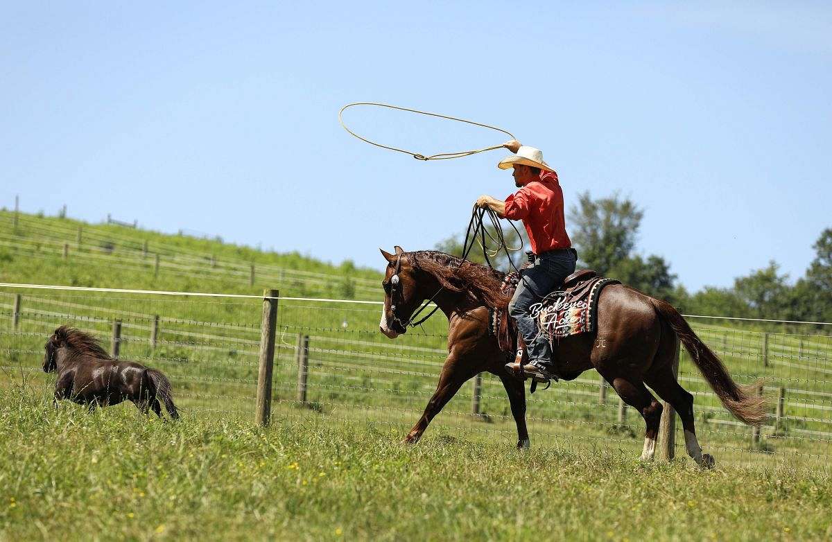 His Name Says It All—Promise is a Horse That Delivers. Gunnatrashya