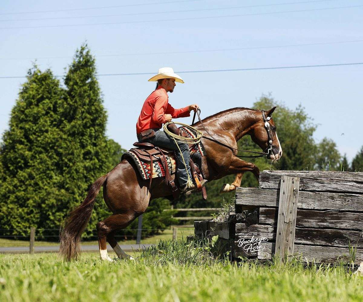 His Name Says It All—Promise is a Horse That Delivers. Gunnatrashya
