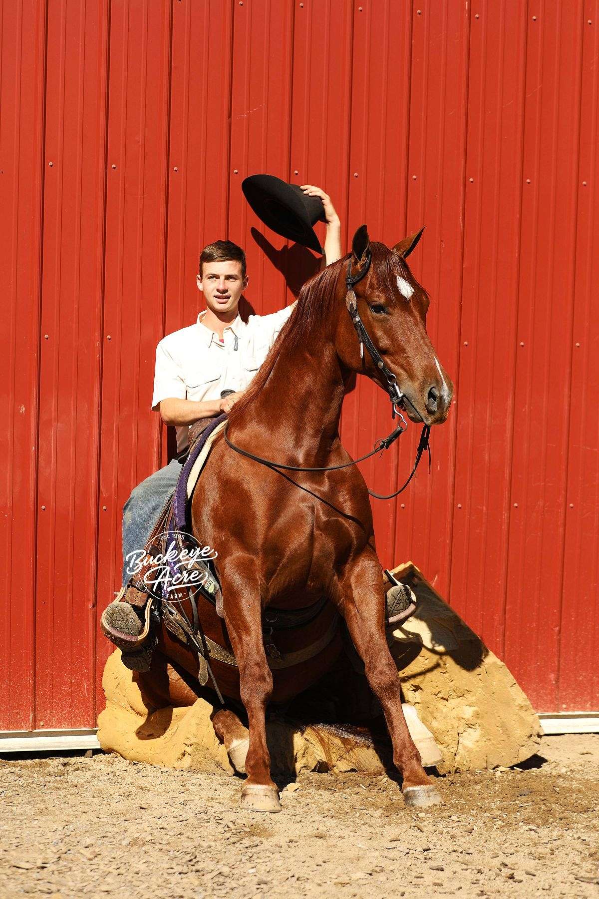 Sierra a 5 Yr | 15 Hand | AQHA | Gelding | High Brow Cat