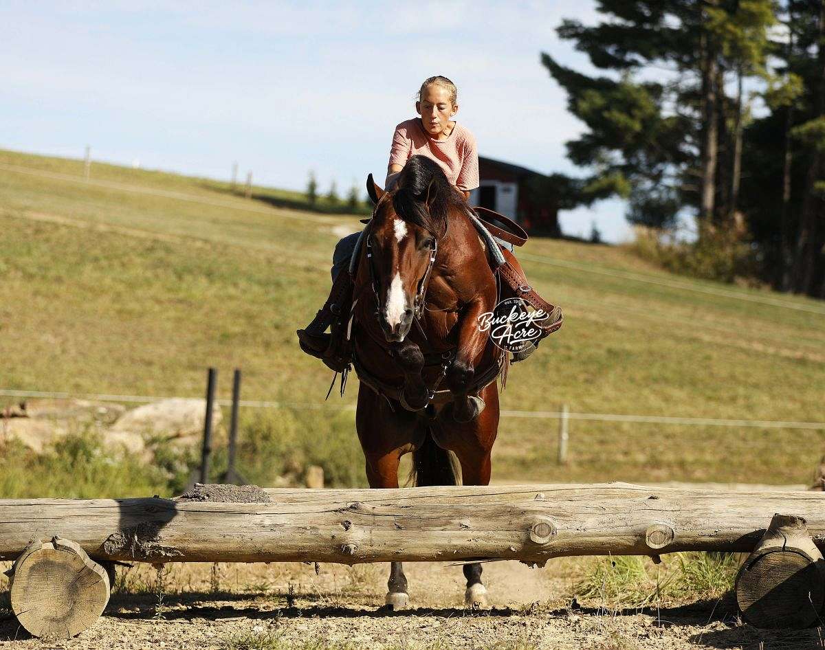 Sandman is the Total Package—a 2020 Model AQHA Gelding | 14.2 Hand