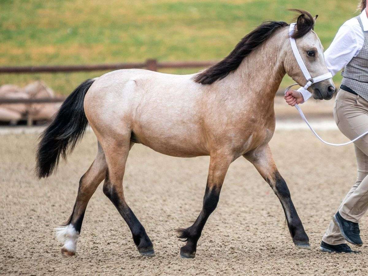 2024 Buckskin-Roan Welsh Section C Colt
