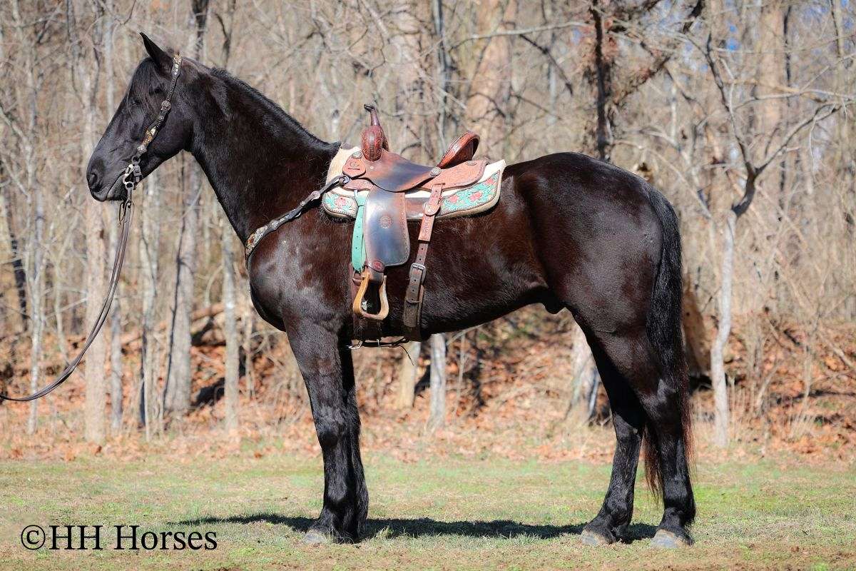 Super Fancy Black Friesian Sport Horse Gelding, Rides and Drives