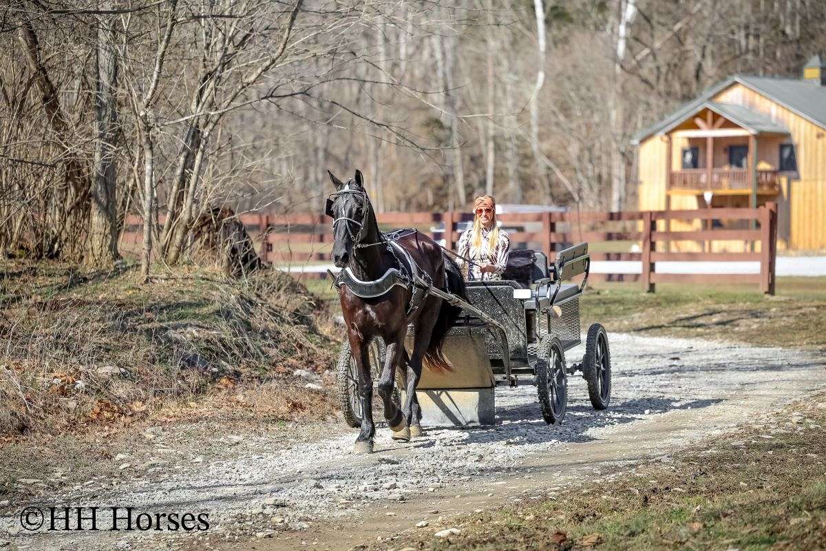 Super Fancy Black Friesian Sport Horse Gelding, Rides and Drives