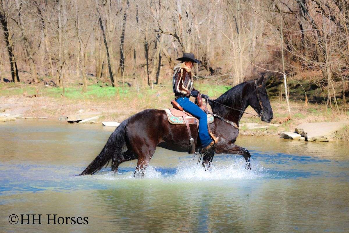 Super Fancy Black Friesian Sport Horse Gelding, Rides and Drives