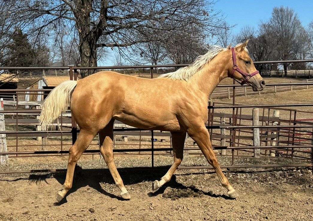Tall & Elegant AQHA/PHBA Palomino Yearling Gelding