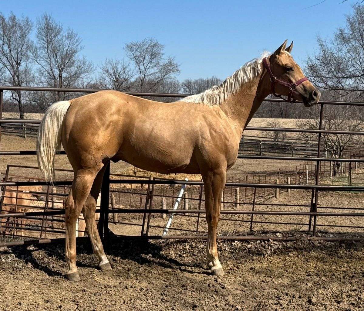 Tall & Elegant AQHA/PHBA Palomino Yearling Gelding