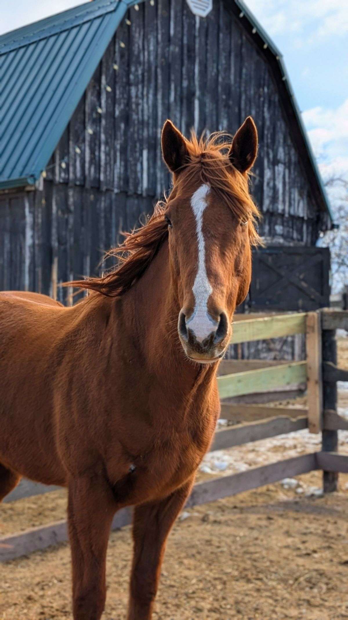 Jefe Grande (Chief) - OTTB Project