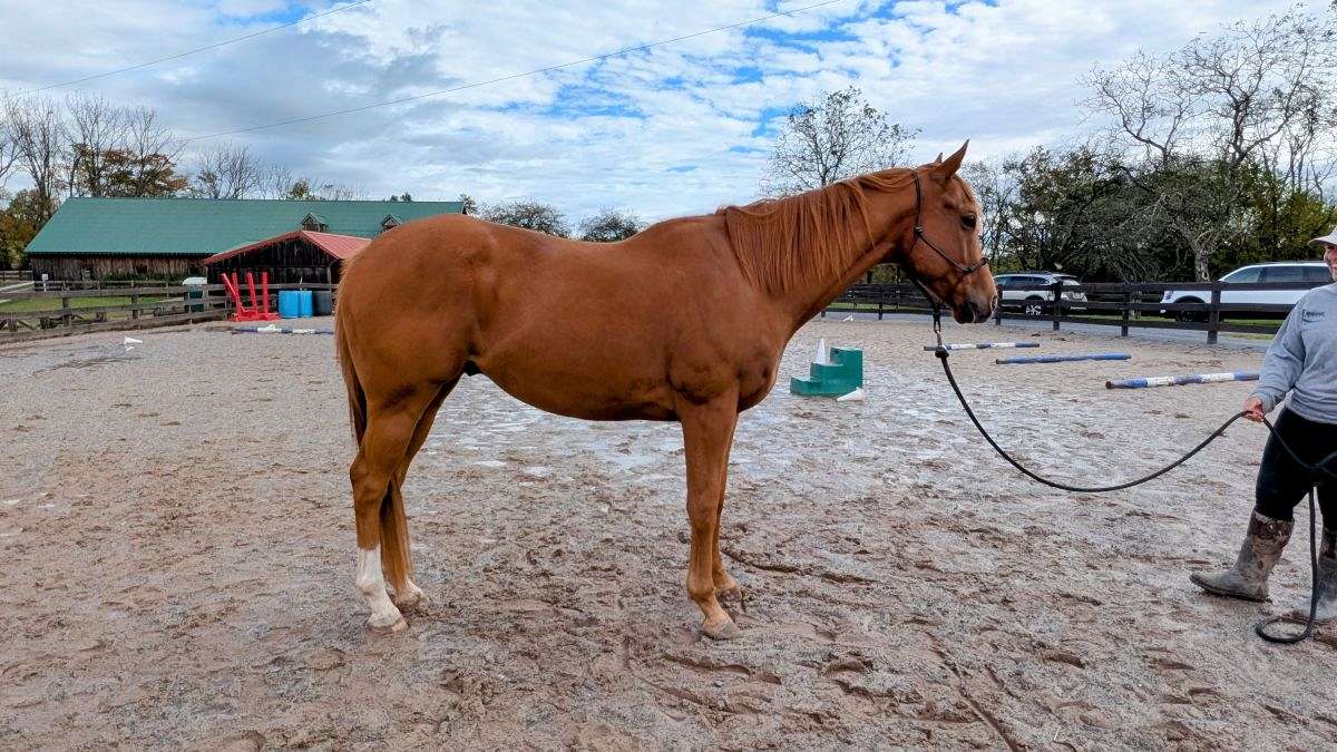 Jefe Grande (Chief) - OTTB Project