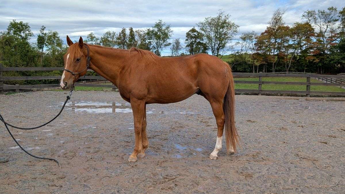 Jefe Grande (Chief) - OTTB Project