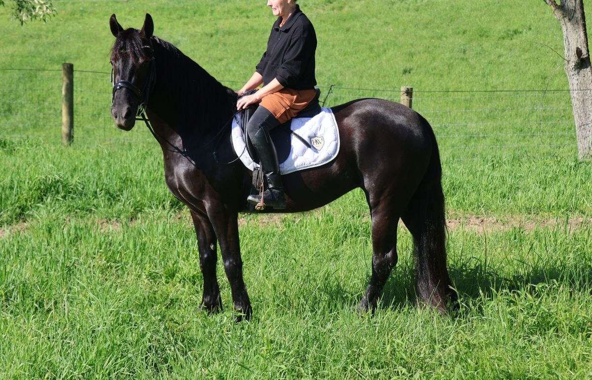 3 Yr Old Friesian Pony Cross Mare