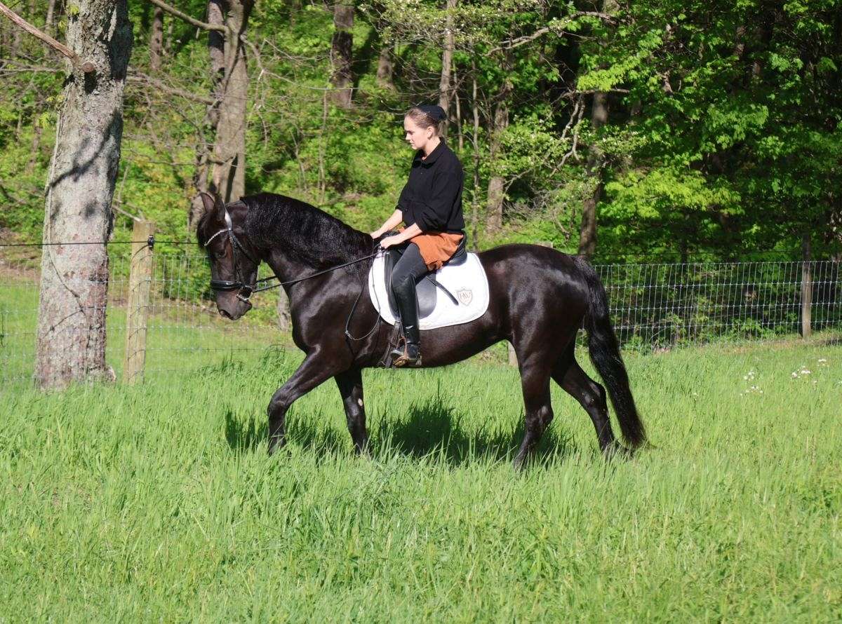 3 Yr Old Friesian Pony Cross Mare
