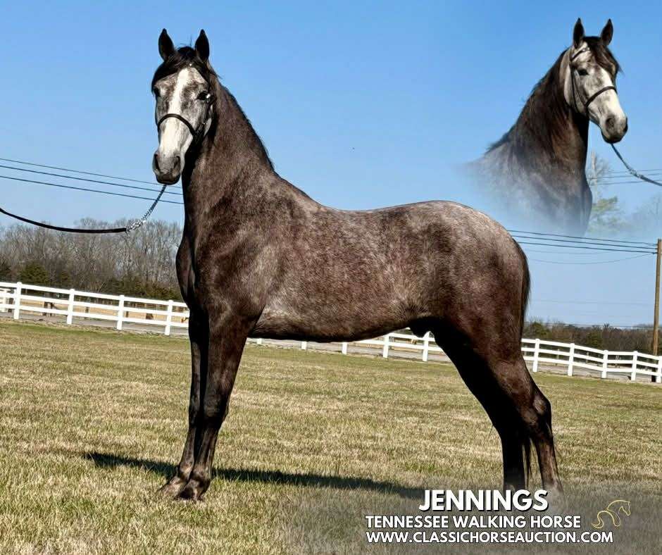 Driving & Riding Tennessee Walking Horse Gelding