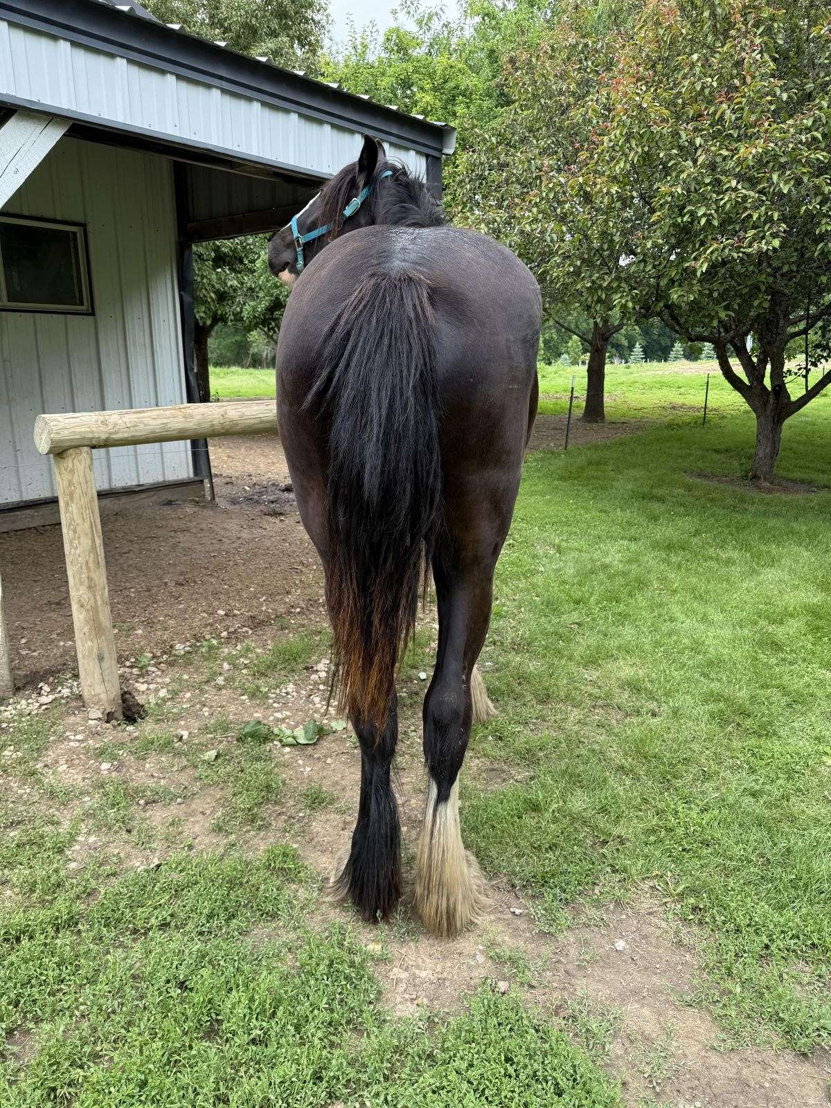 Beautiful SHIRE Mare
