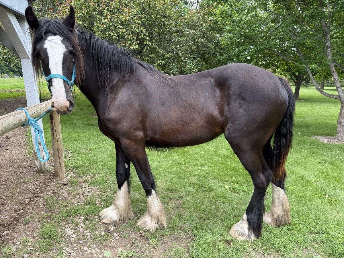 Beautiful SHIRE Mare