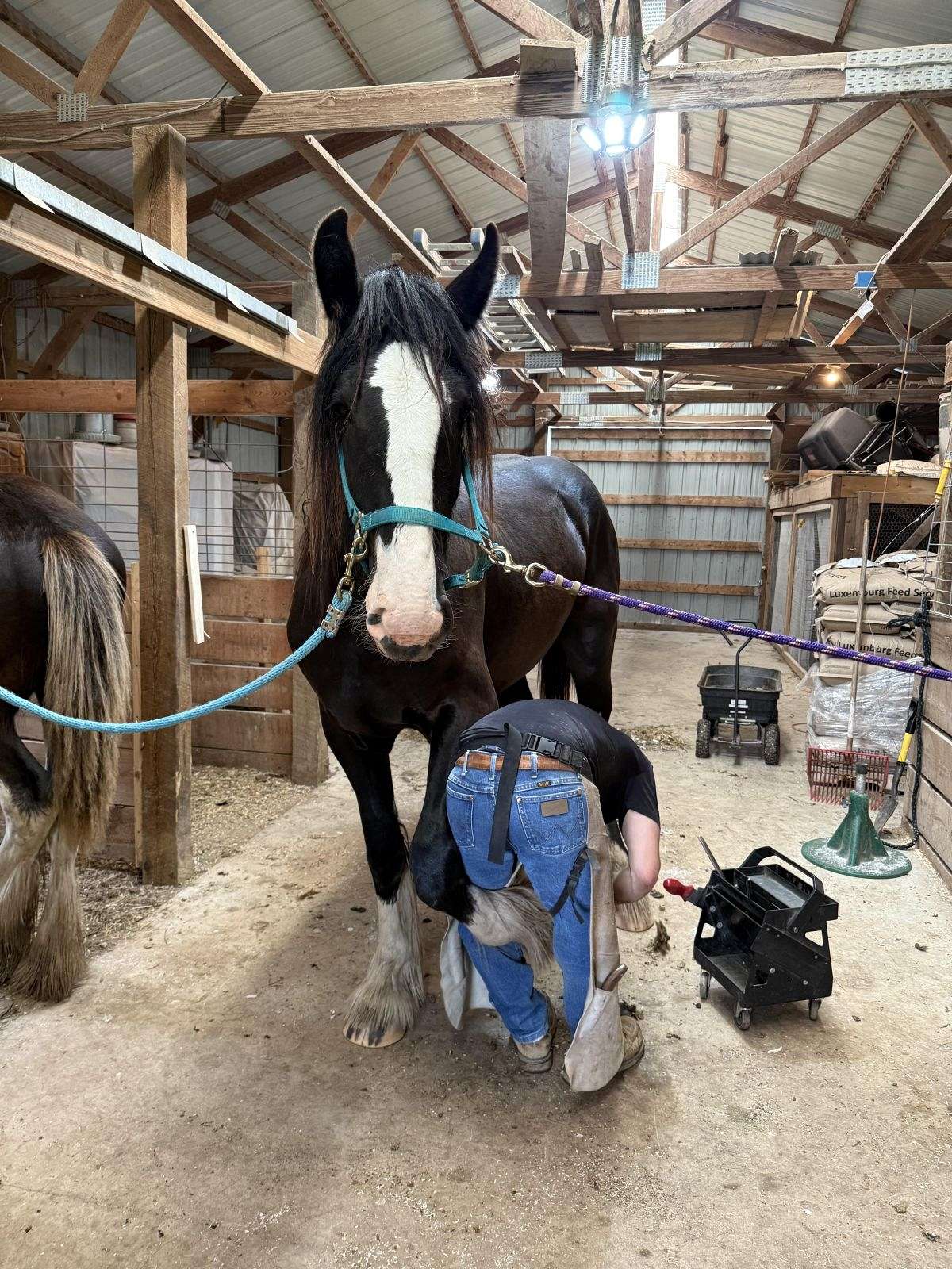 Beautiful SHIRE Mare