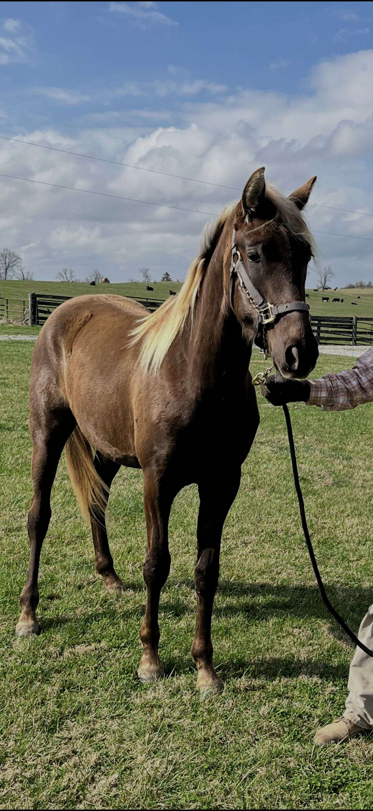 2 Year Old Chocolate Gelding