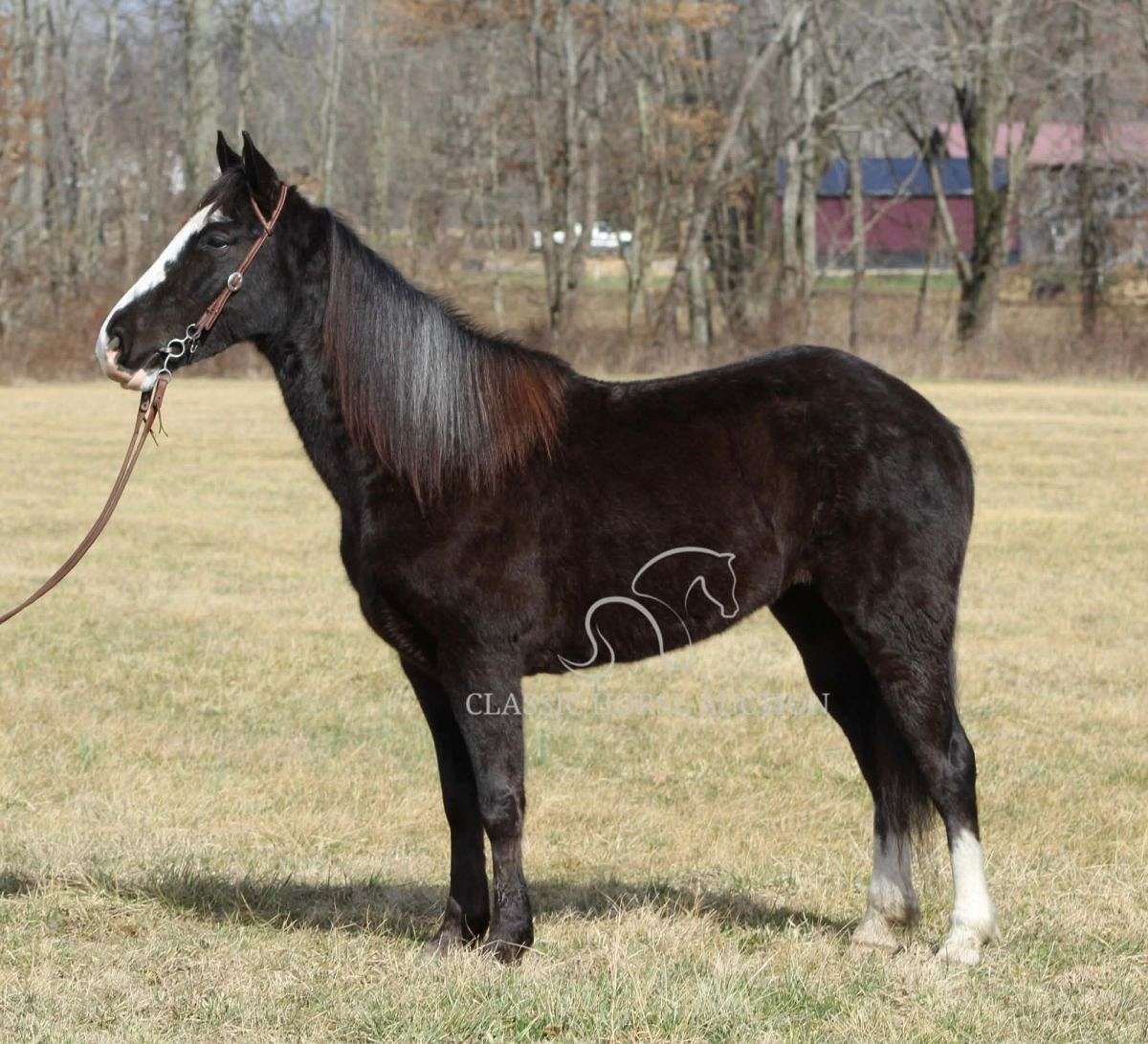 Tennessee Walking Horse Black Trail Horse